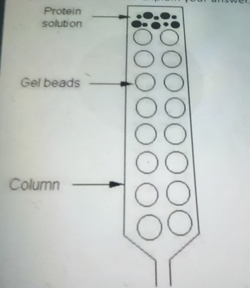 According to the following image, which of the molecules in the protein ...