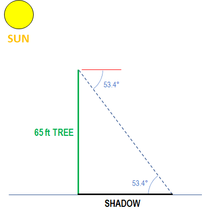 The sun casts a shadow of a pine tree on the ground. The tree is 65 ...