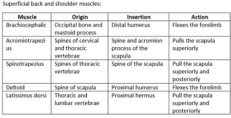 Pig Muscles