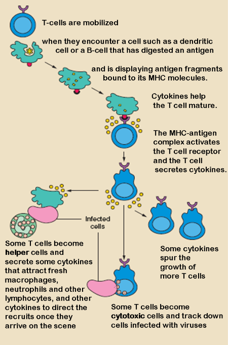 Where is the thymus located and what does it do? | Homework.Study.com