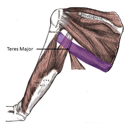 Teres Major Muscle: Anatomy, Function, Clinical Aspects, 40% OFF