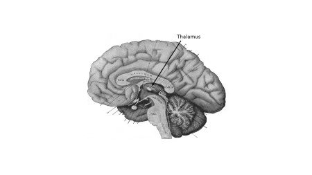 What is the function of the thalamus? A. Connects two cerebral ...