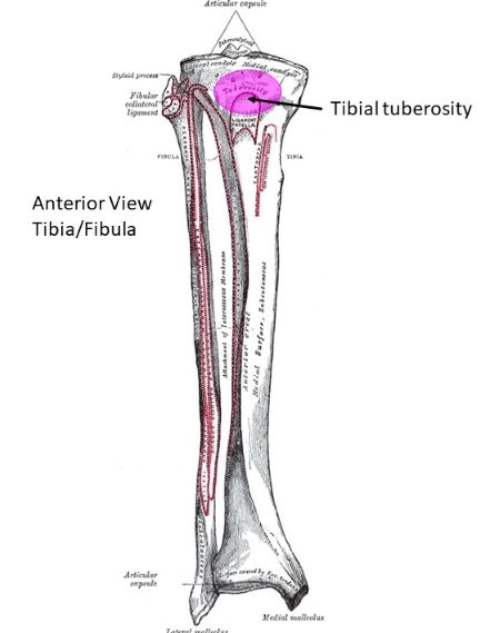 Tibia Anatomy Bony Landmarks Muscle Attachment How To
