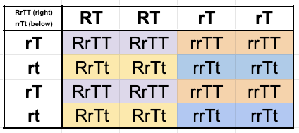 In tomatoes, red fruit (R) is dominant over yellow fruit (r) and ...