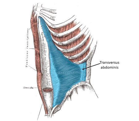 (a) Where is the transverse abdominis located? (b) Explain its action ...