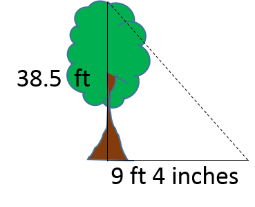 A tree that is 38.5 feet tall casts a shadow that is 9 feet 4 inches ...