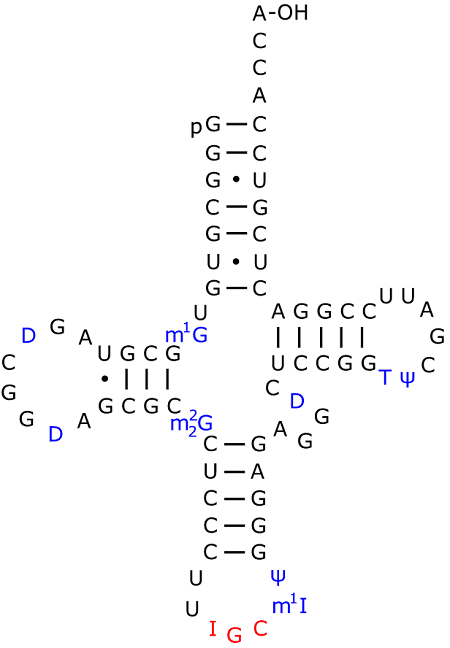 What is the secondary structure of transfer RNA? | Homework.Study.com