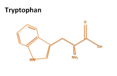 Tryptophan Structure