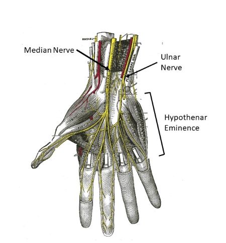 The hypothenar muscles in the ball of the little finger are all ...