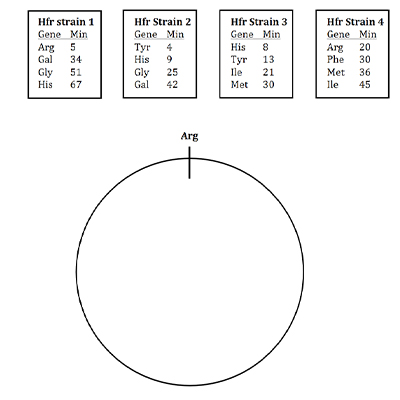A certain bacteria contains genes for synthesis of amino acids: Tyr ...