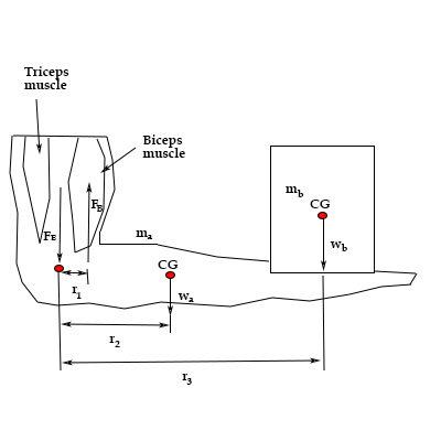 Biceps muscle has an angle between forearm and upper arm set 90^o (see ...