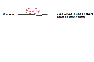 What is the substrate of the enzyme pepsin? What are the products of ...