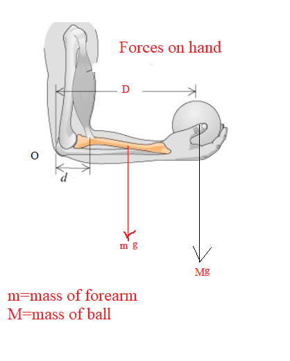 What is the magnitude of the force exerted by the biceps? What is the ...