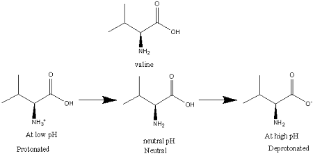 What is the charge of the completely deprotonated form of valine ...
