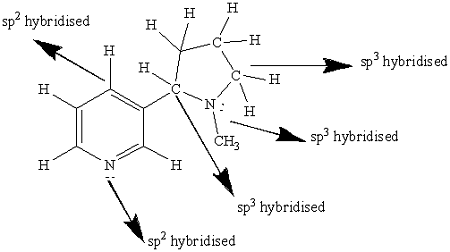 Nicotine Lewis Structure