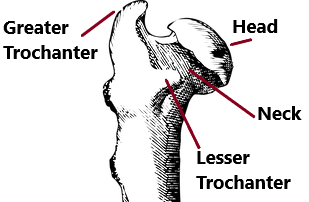 Where is the neck of femur? | Homework.Study.com