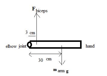 Shown below is the free-body diagram for the case where the forearm is ...