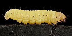 What are waxworms? | Homework.Study.com