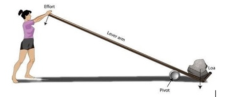 In the lever shown below, the length of the arm from where the effort ...