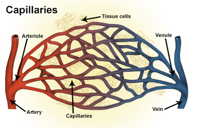 Which of the following options are correct? Venules A. are small veins ...