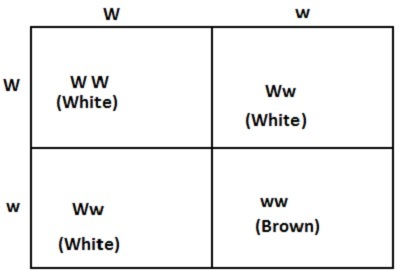 For the following problem, list the parent genotypes, draw and fill in ...
