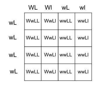 What is the phenotypic ratio in rabbits whose white fur color (W) is ...