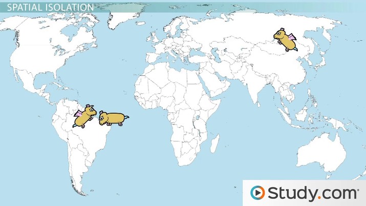 Behavioral Isolation Fireflies