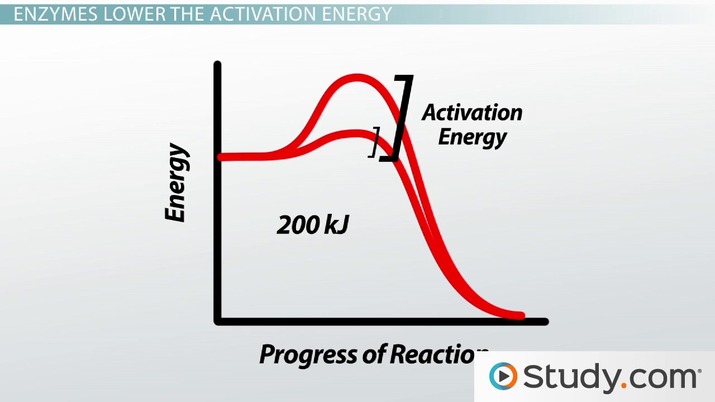Blank Enzyme Activation Energy Graph