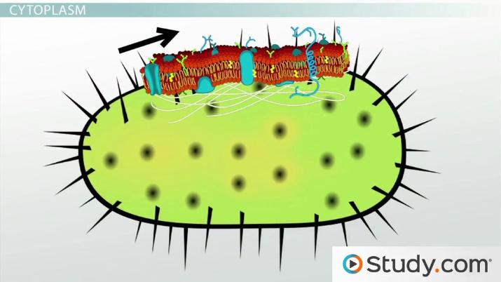 Inclusions In Bacterial Cell