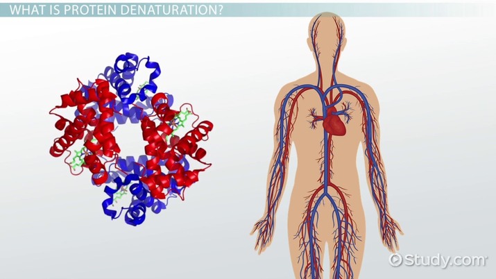 Casein Protein Structure Denatured By Acid