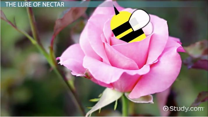 Explain Why Insect Pollinated Flowers Have Sticky Pollen Grains | Best ...