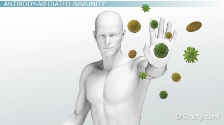 Immune System Organs List