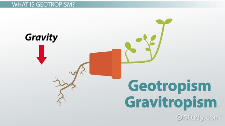 Gravitropism Diagram Clip Art