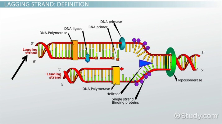 Dna Strang Tapete
